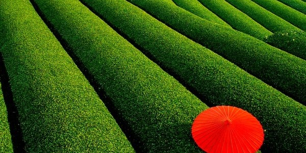 Những bức ảnh đẹp của đồi Chè. | Gia Đình Phật Tử Việt Nam Trên Thế Giới